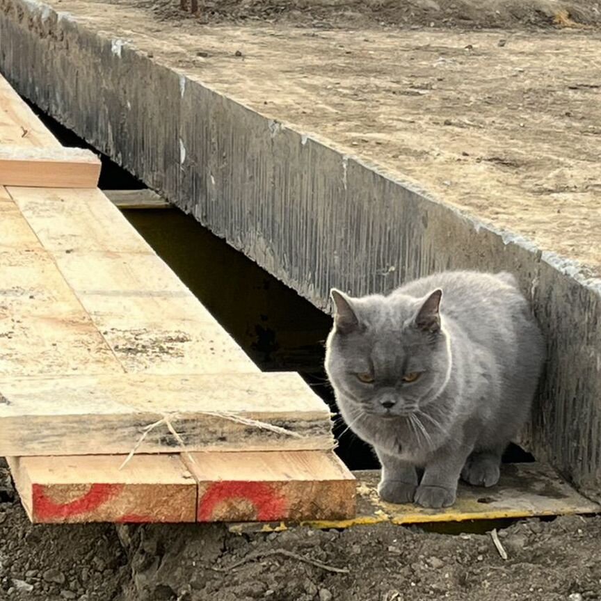 Британский короткошёрстный котёнок