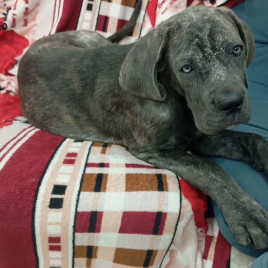 Кане-корсо, щенок