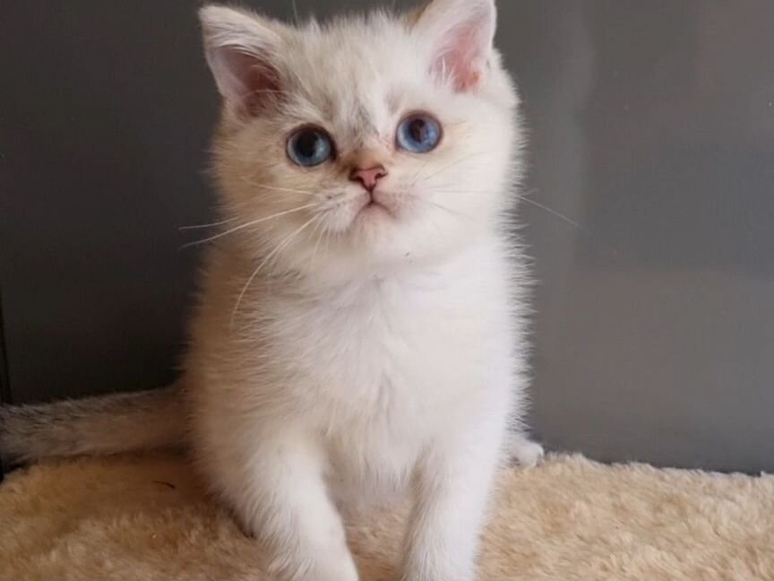 Мальчик золотой колорпойнт