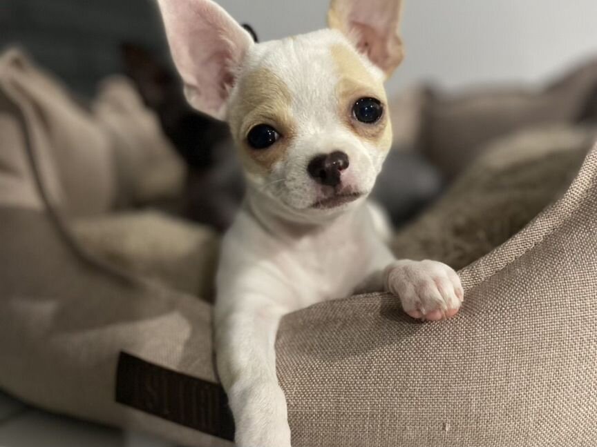 Щенки чихуахуа