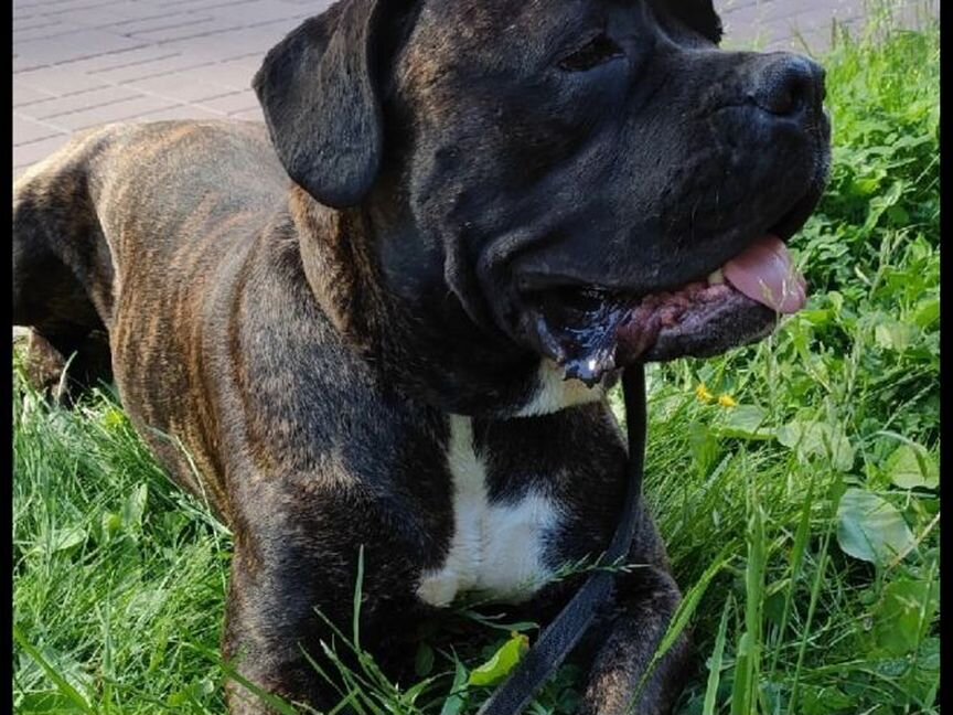 Канарский дог