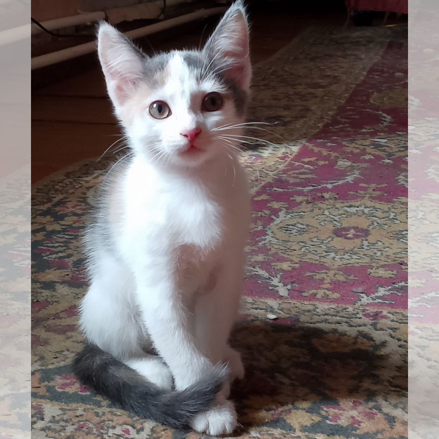 Британский короткошёрстный котёнок