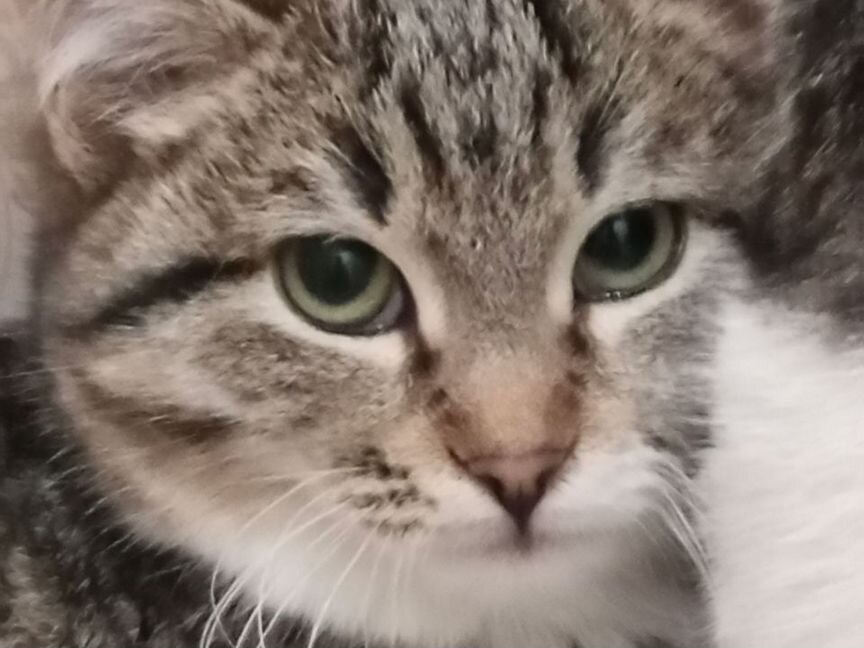 Котенок в дар