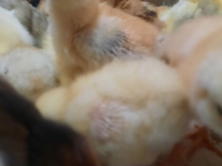 Цыплята помесные