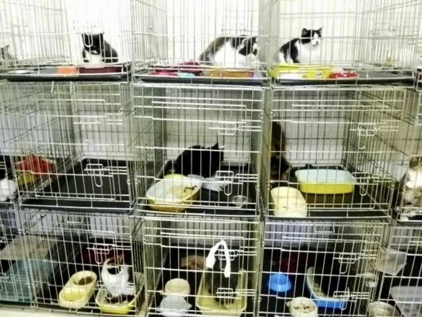 Кошки и коты без дома