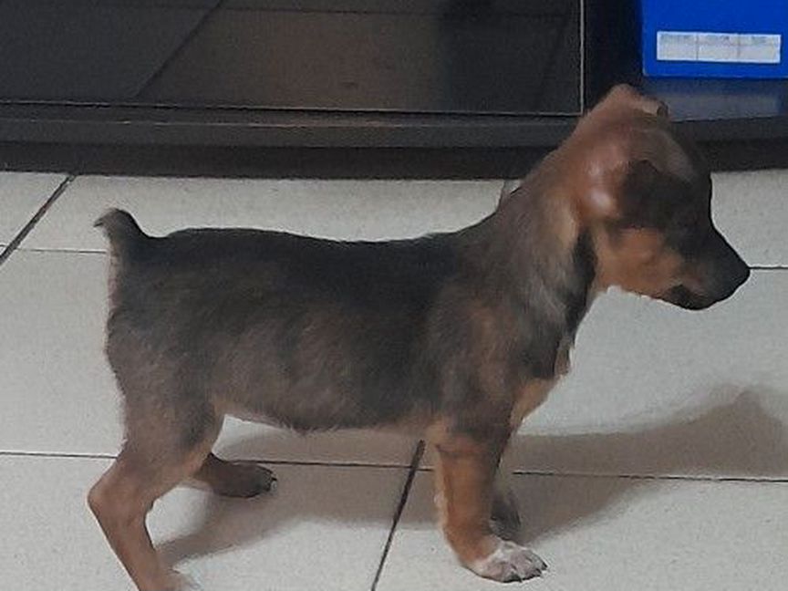 Той терьер девочки