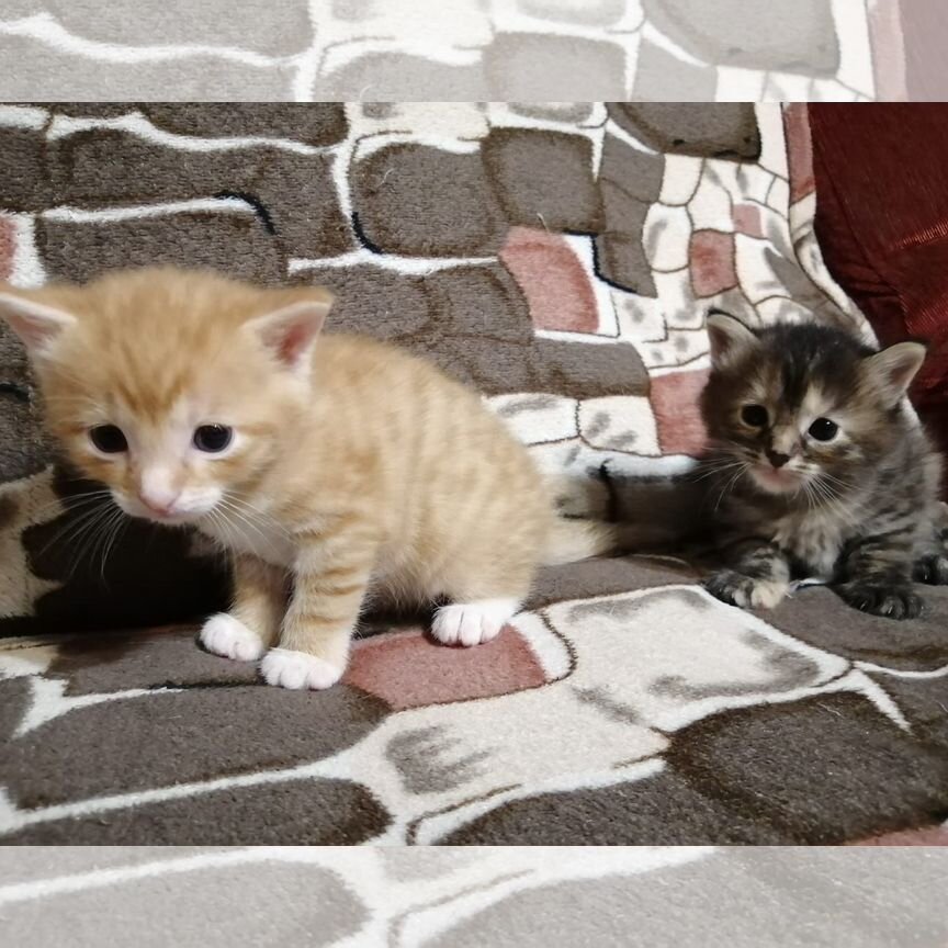 Отдам бесплатно котяток
