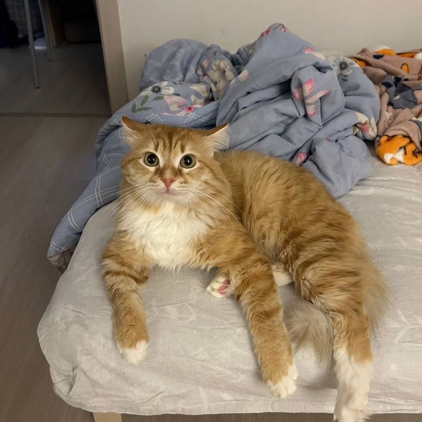 Кот Рыжик