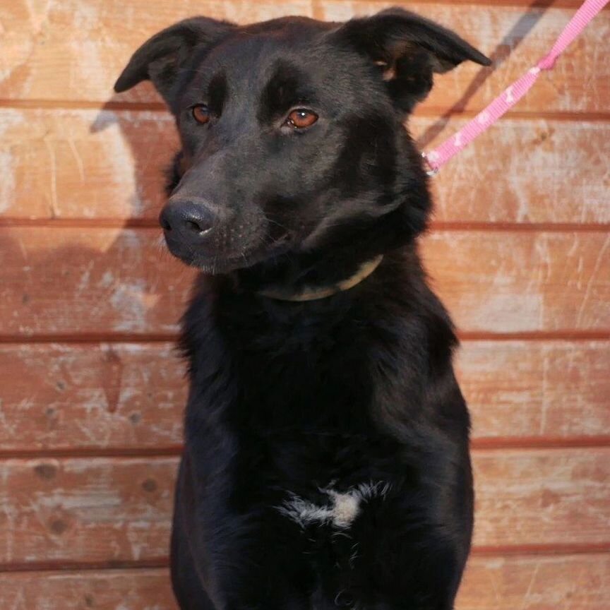 Собака Эльза