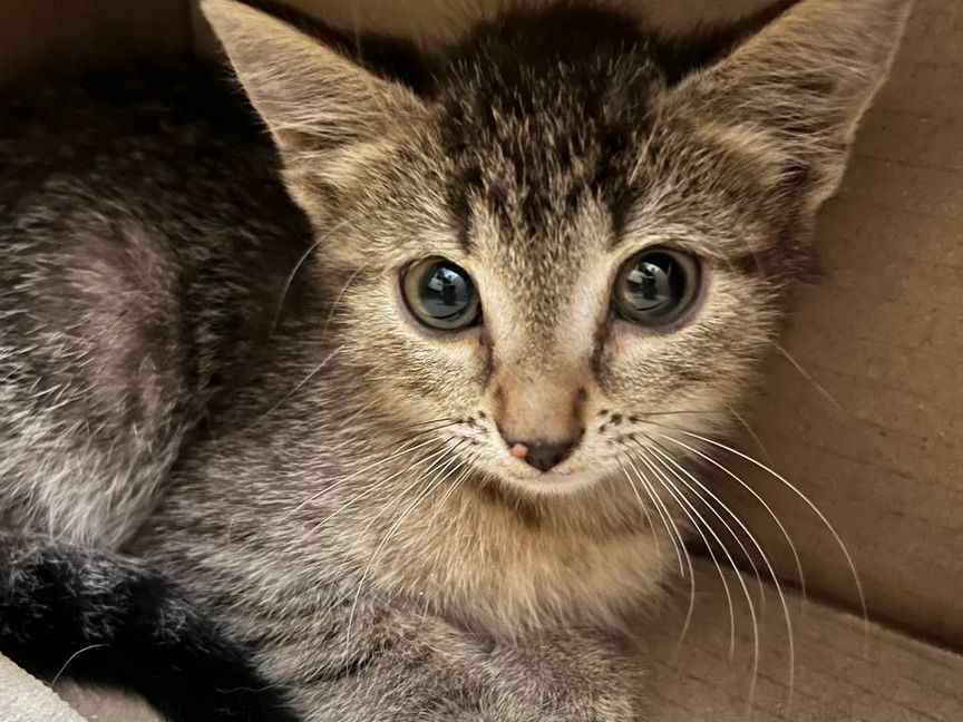 Котенок девочка совсем маленькая нашли в подьезде