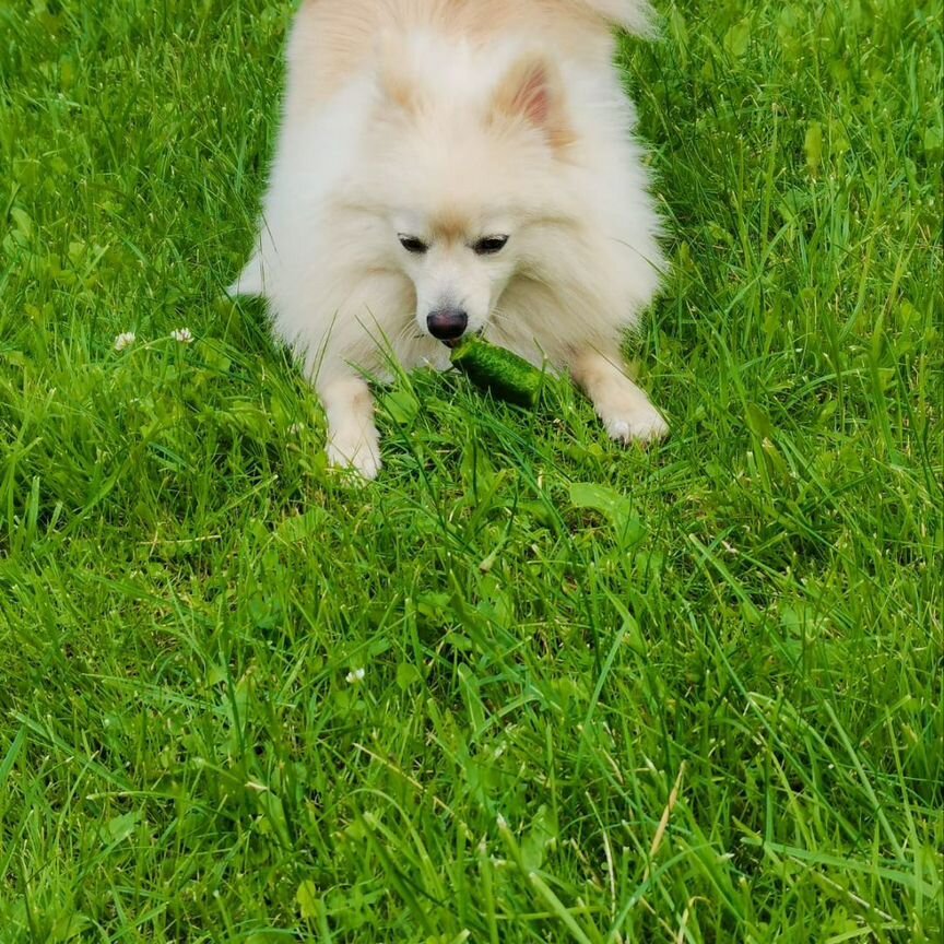 Померанский шпиц