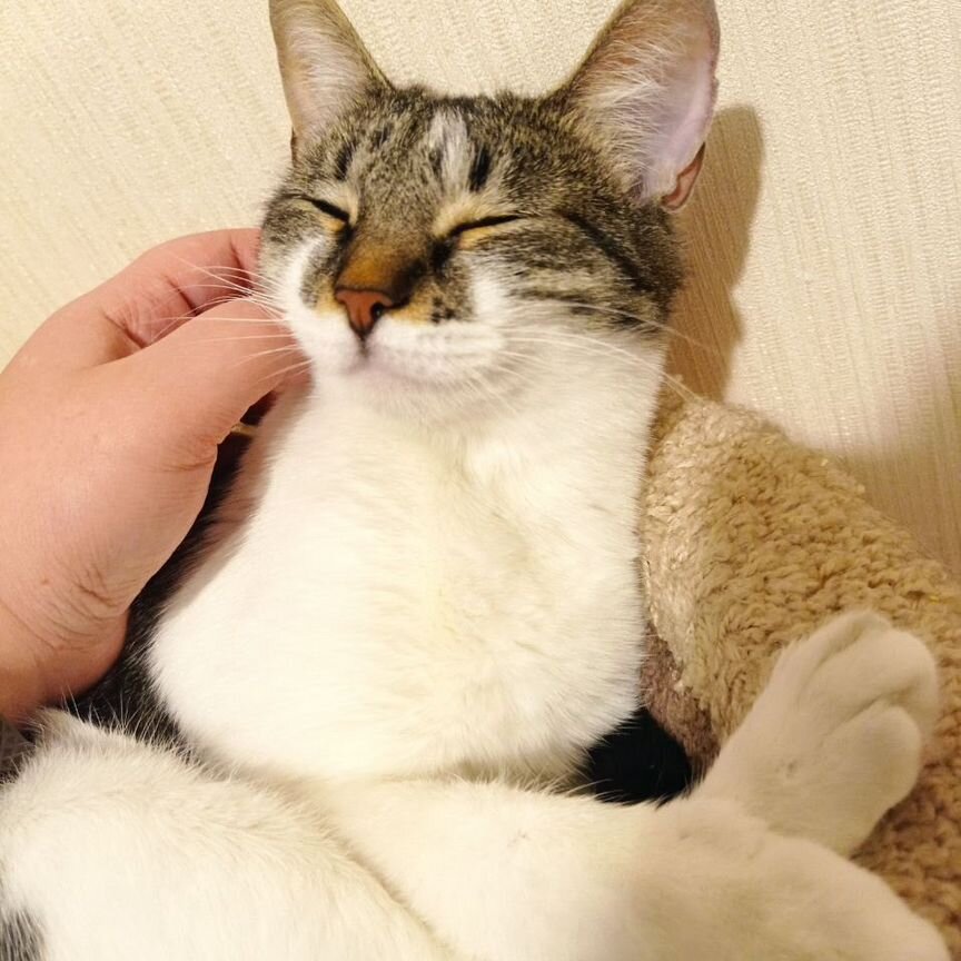 Кошечка в добрые ручки