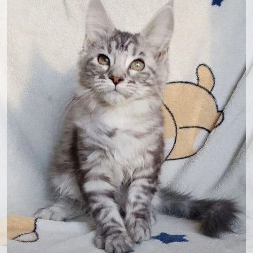 Мейн-кун котёнок