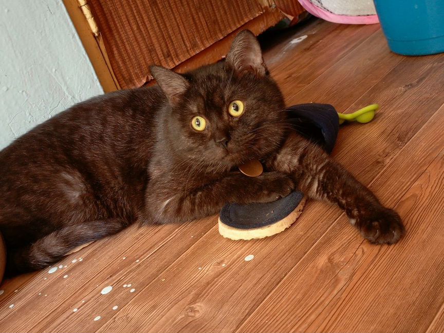 Кот в добрые руки