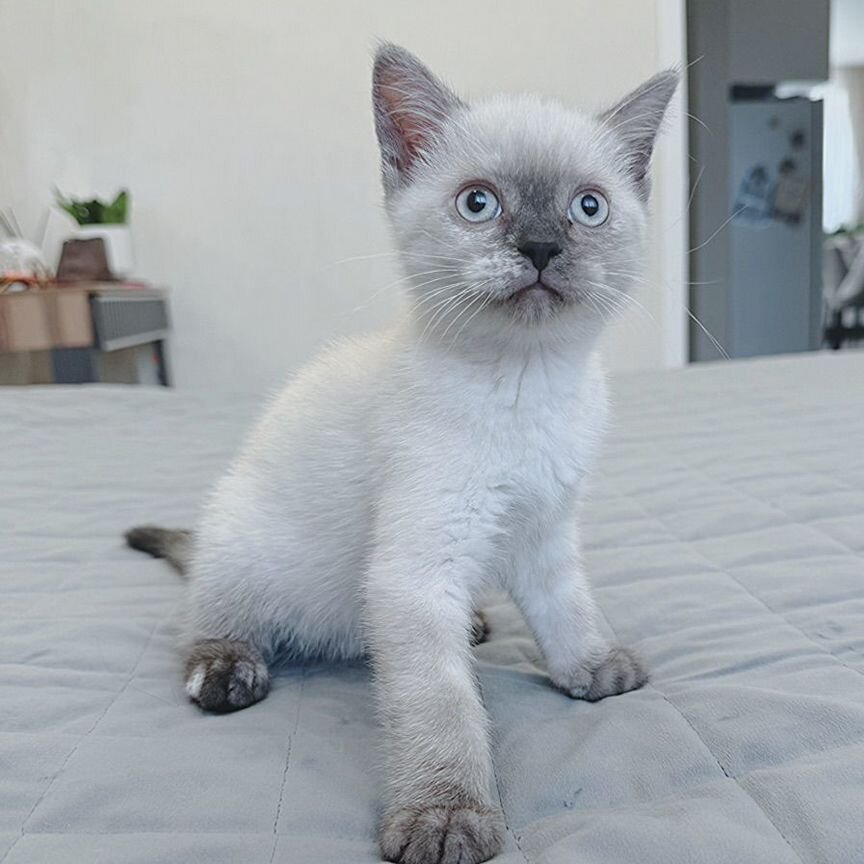 Шотланский котенок