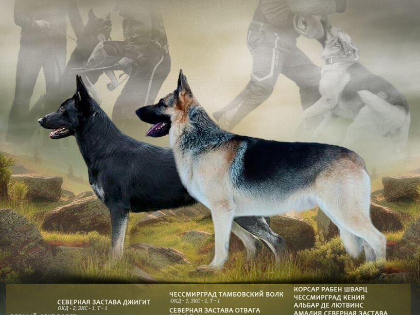 Щенки восточно-европейской овчарки