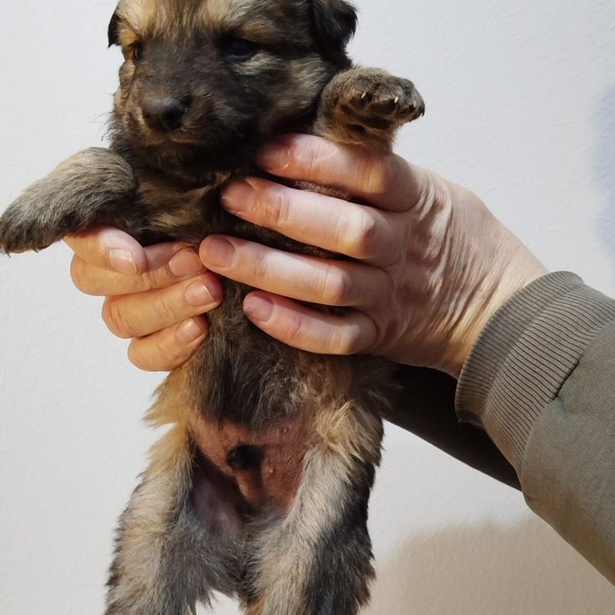 Отдам бесплатно животные