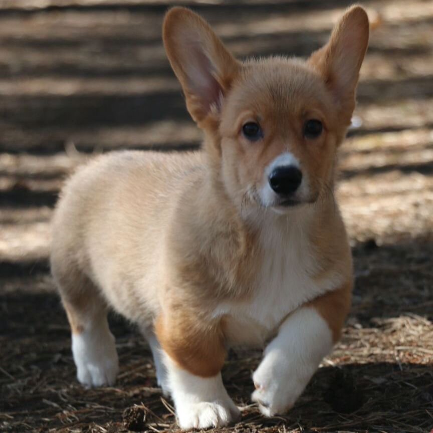 Вельш Корги Пемброк, щенок