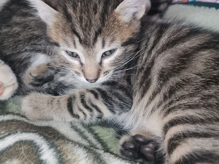 Котята бесплатно
