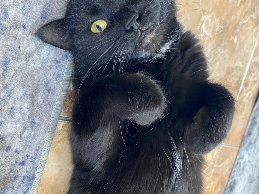 Мисс грация кошечка Шерри хочет дарить свою любовь