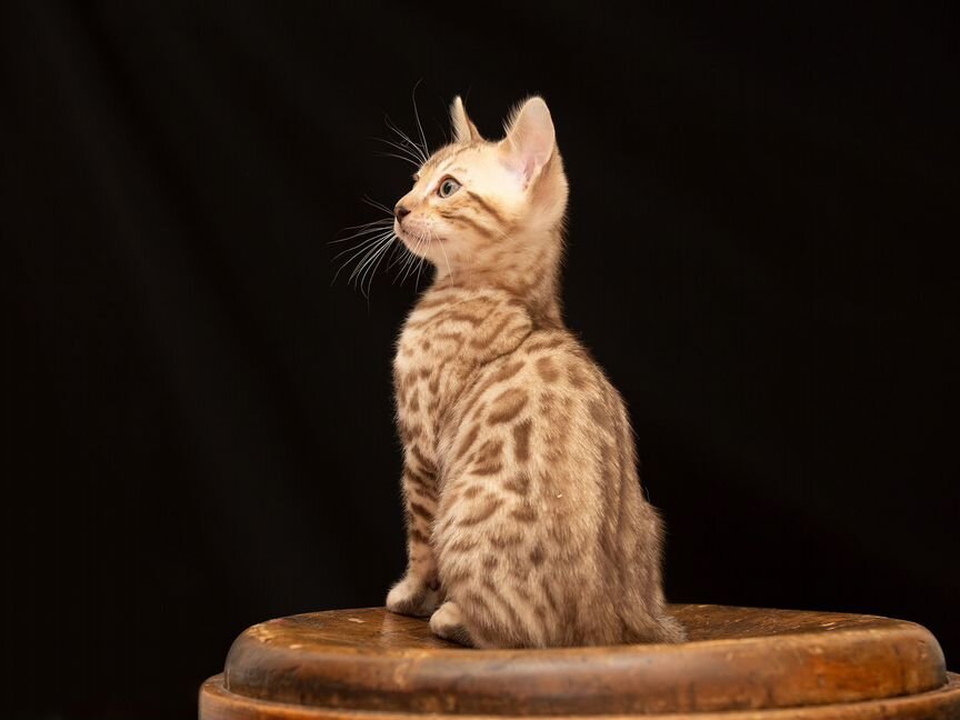 Бенгальские котята