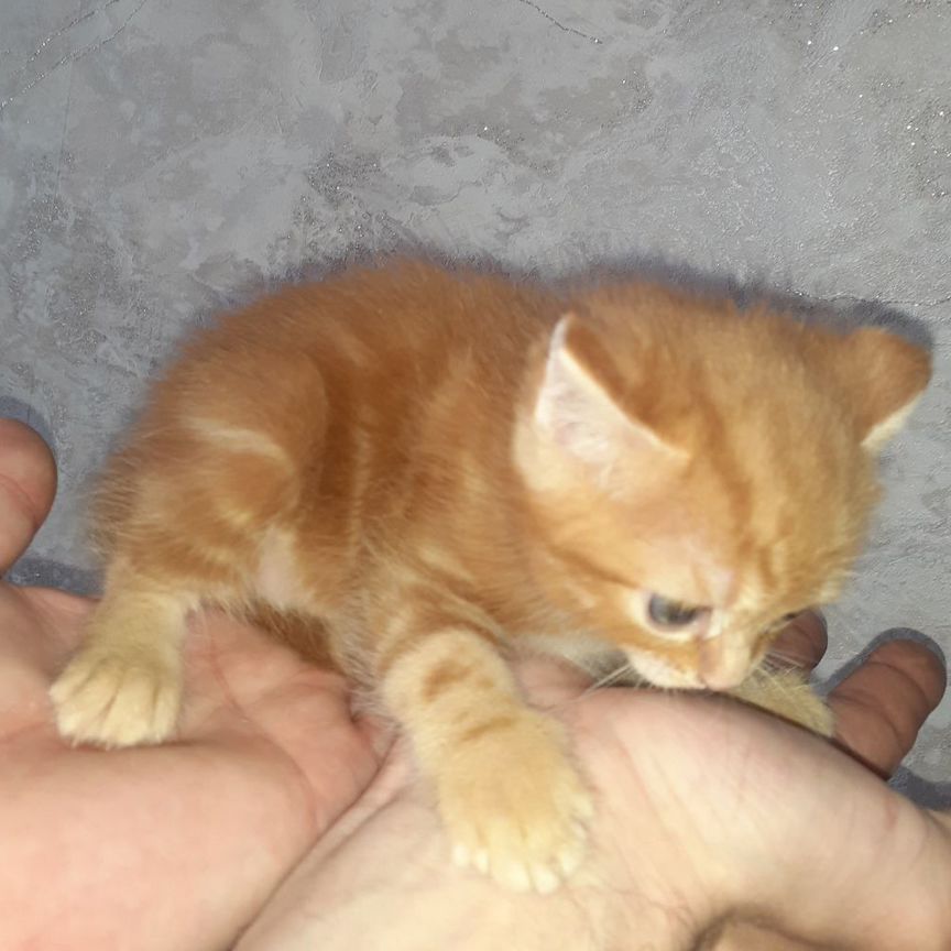Британский короткошёрстный котёнок