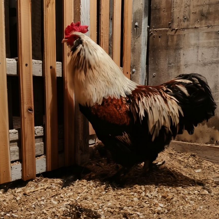 Петух фавероль