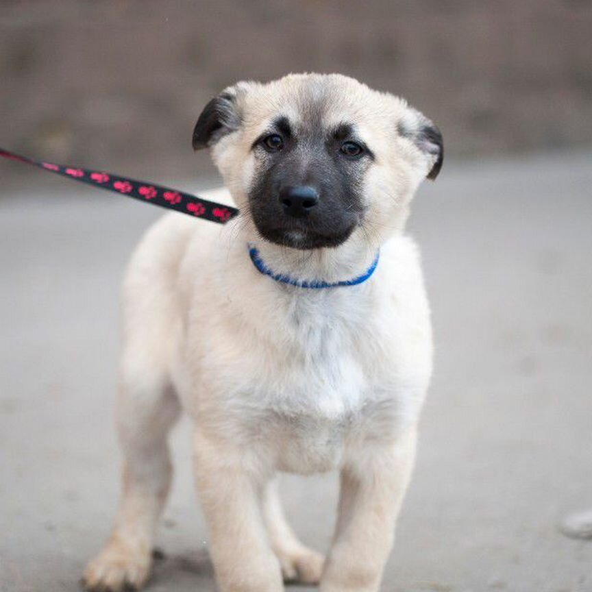 Красивый щенок пропадает в приюте