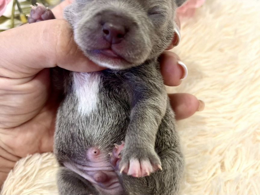 Чихуахуа мини и микро