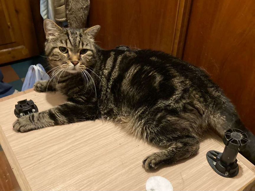 Кошка в дар бесплатно