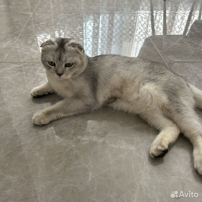Шотладский котик