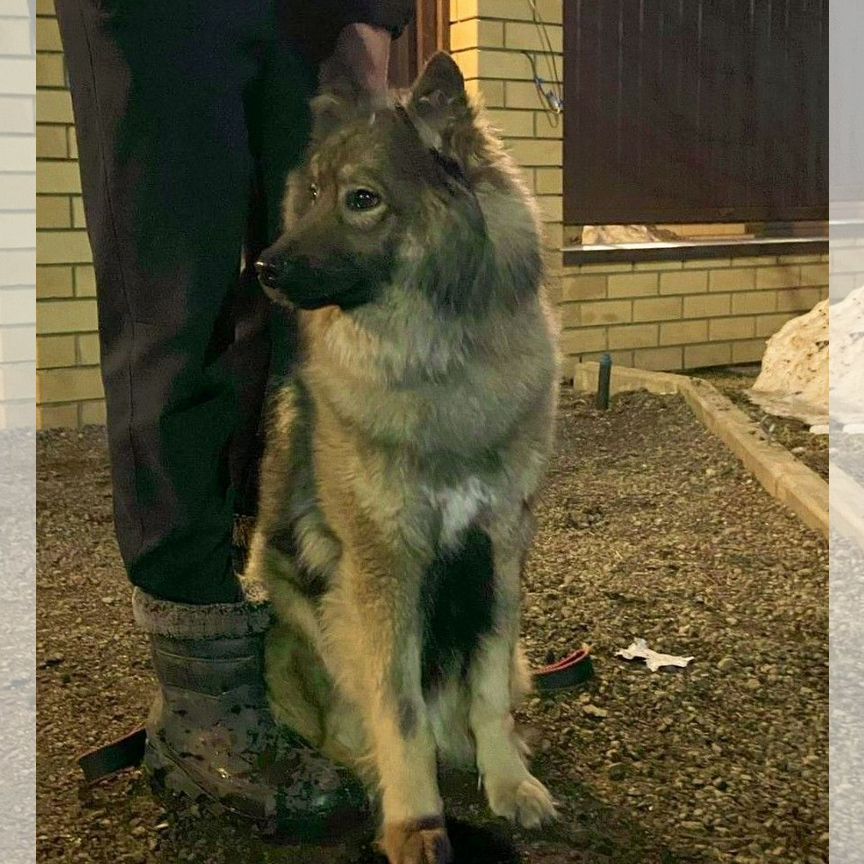 Собака в добрые руки