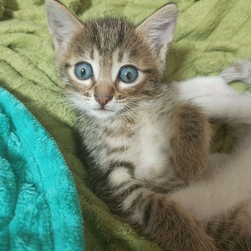 Котёнок в добрые руки