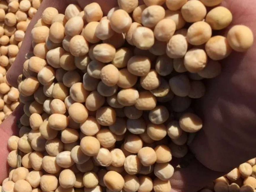 Горох продаю