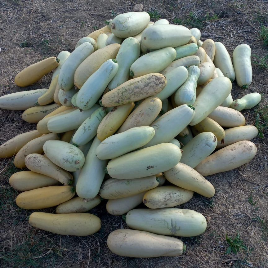 Кабачки на корм животным