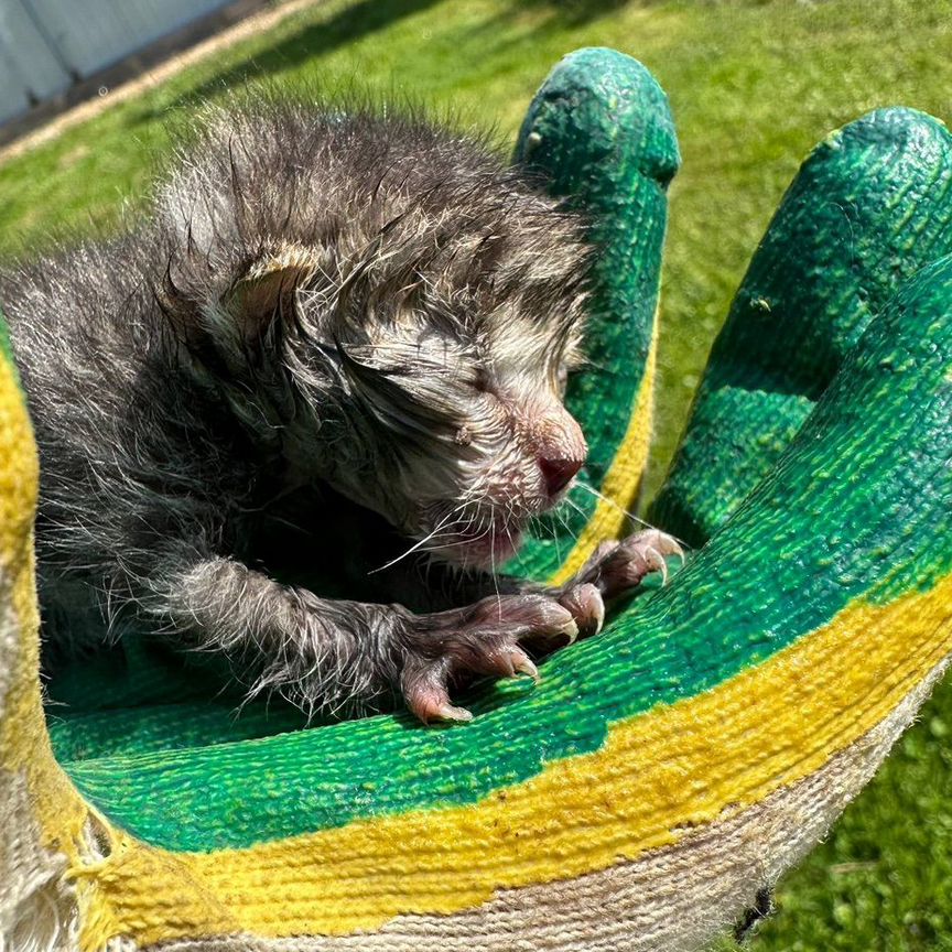 Котёнок в добрые руки