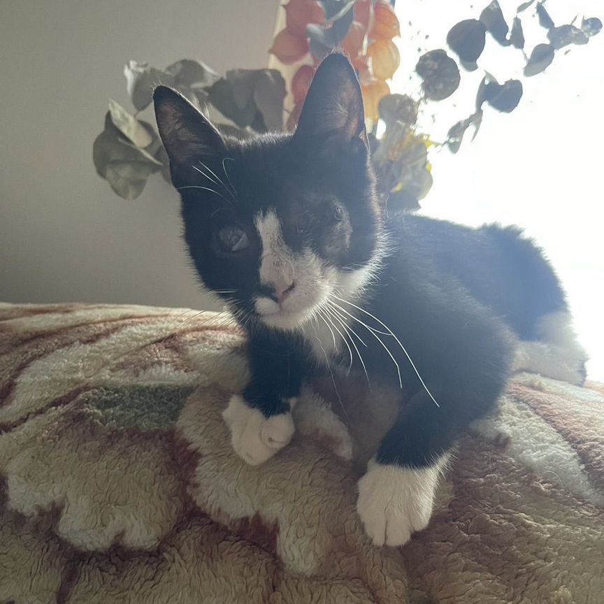 Маленький котик ищет дом