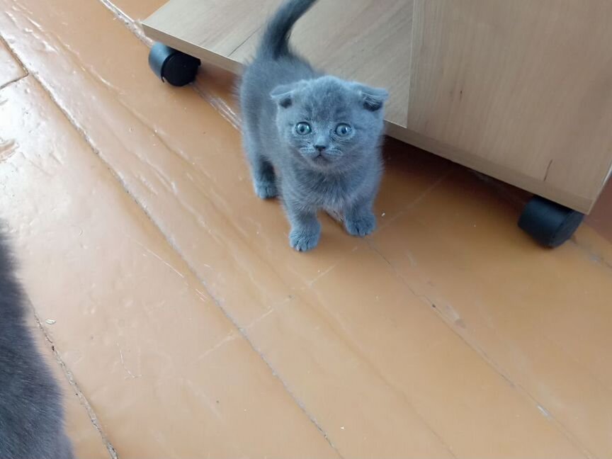 Британские котята