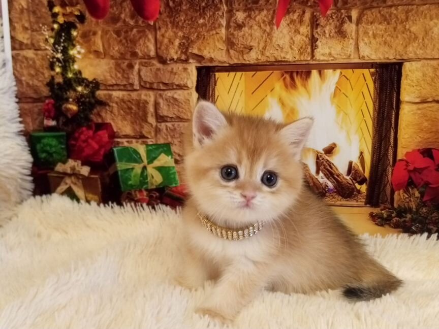 Британские котята Золотая шиншилла
