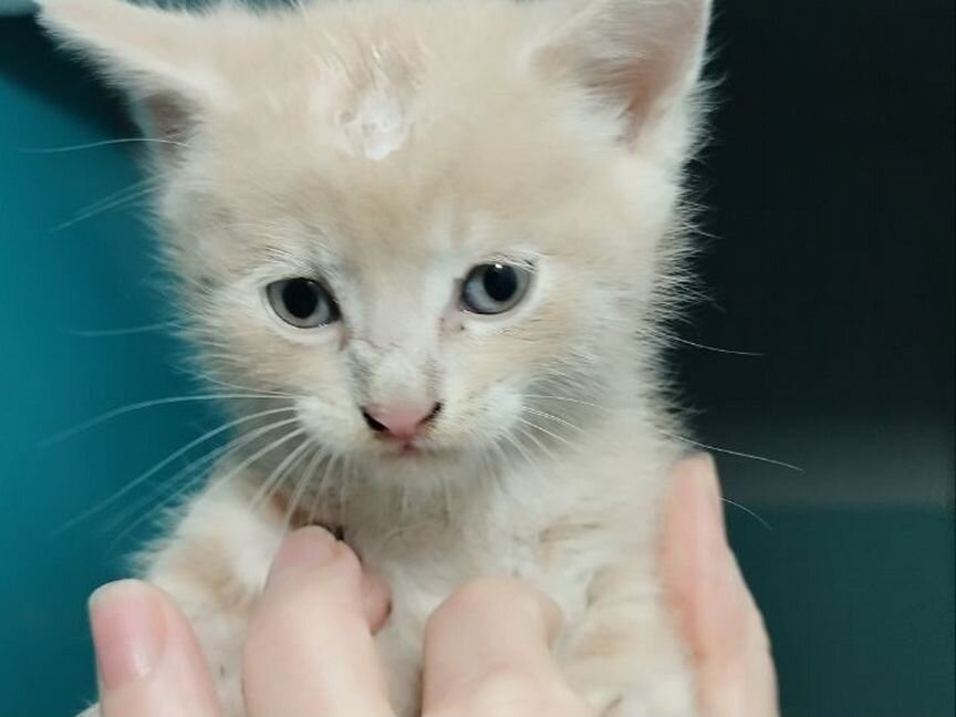 2 рыжих котёнка в добрые руки