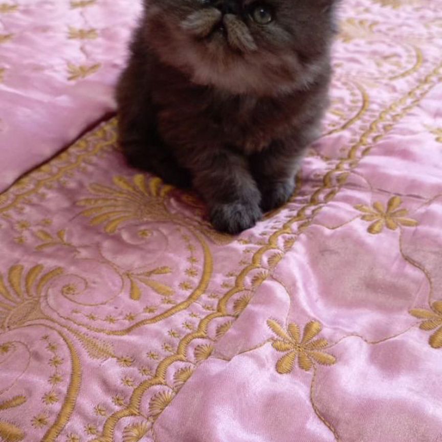 Персидские котята