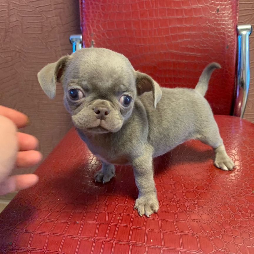 Чихуахуа роскошный лиловый мальчик