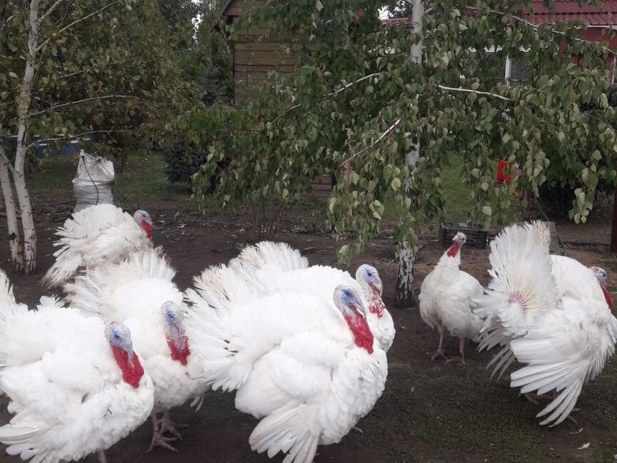 Индюшата Хайбрид конвертер Биг 6