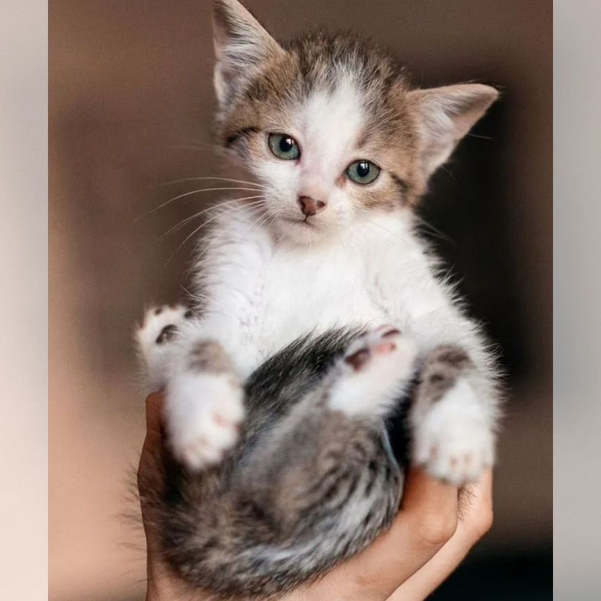 Котёнок в добрые руки
