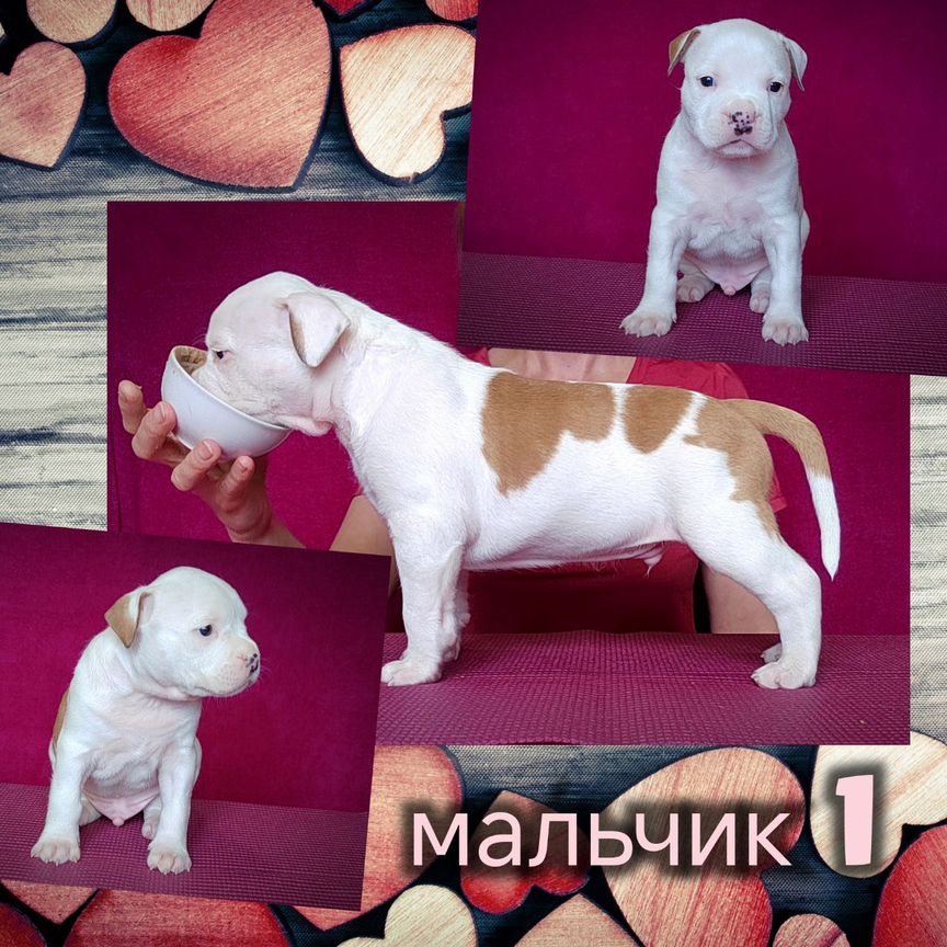 Щенки Американского стаффордширского терьера