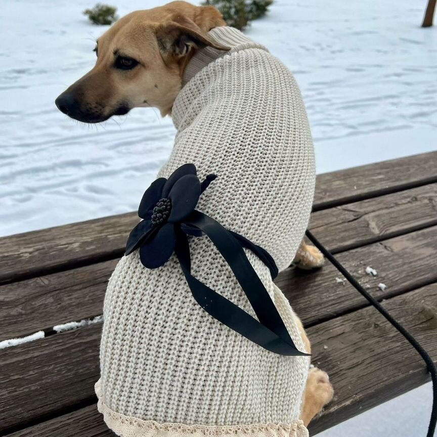 Маленькая собачка в добрые руки