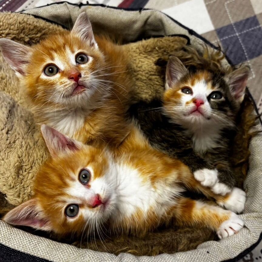 Котята в добрые руки