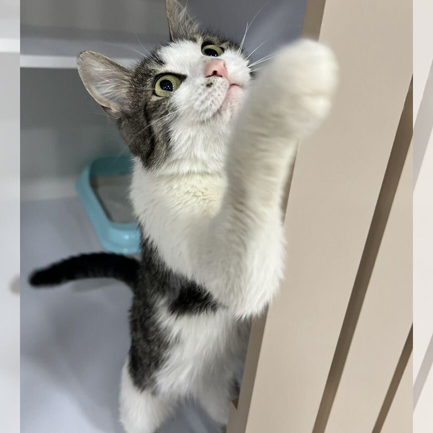 Взрослая кошка в добрые руки