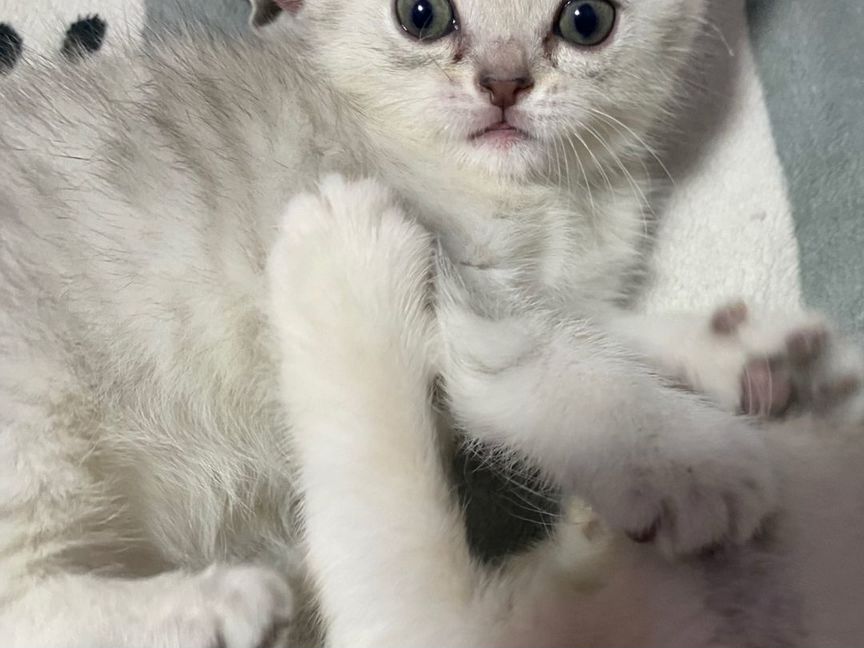 Шотландская кошечка