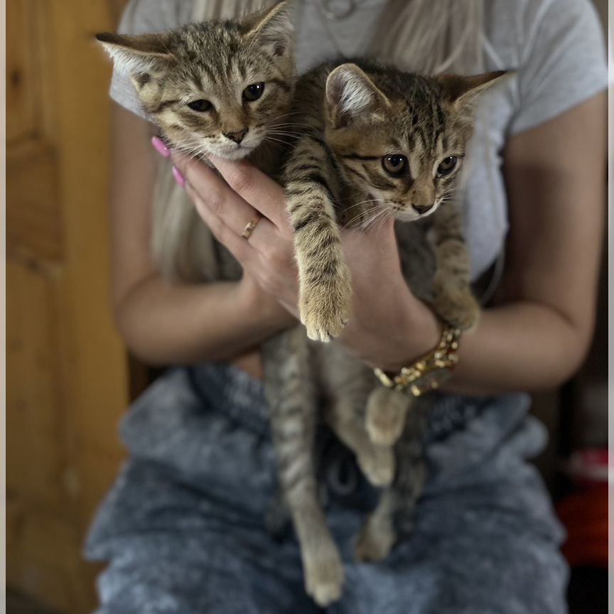 Котята Пиксибоб